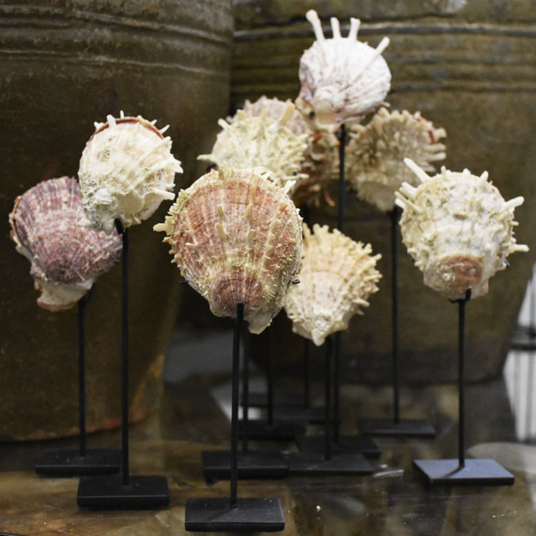Schelp decoratie | Magazijn Breit