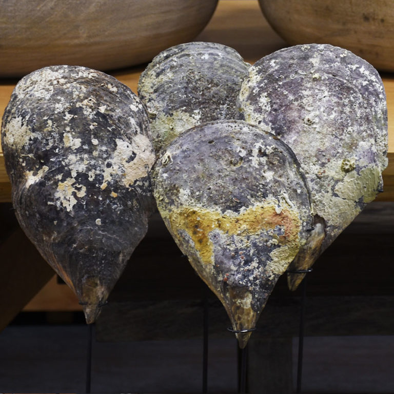 Schelp decoratie | Magazijn Breit